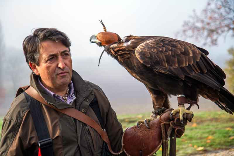 L'Aigle Royal - Fauconnerie Française