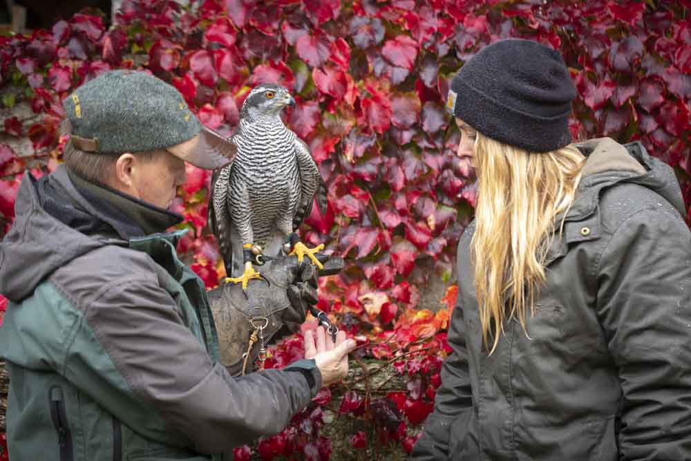 Comment devenir Fauconnier - Fauconnerie Française