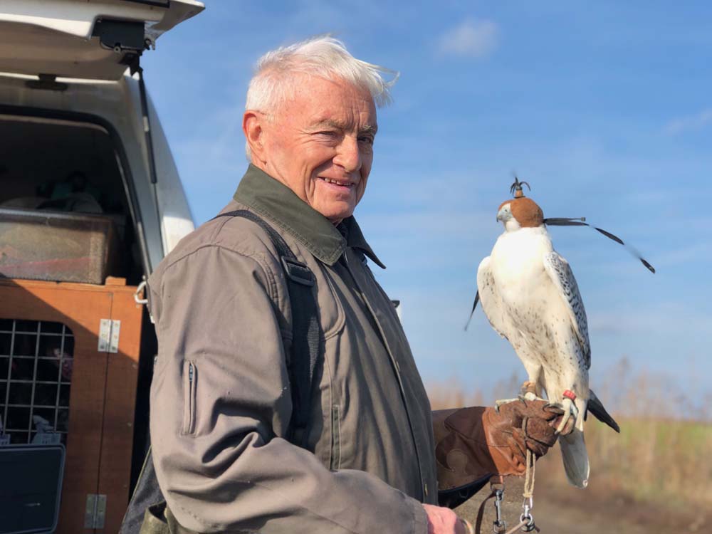 Le Faucon Gerfaut - Fauconnerie Française