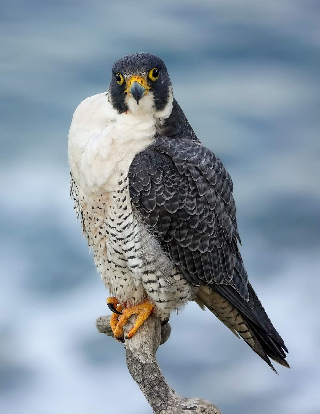 Le Faucon Pèlerin - Fauconnerie Française