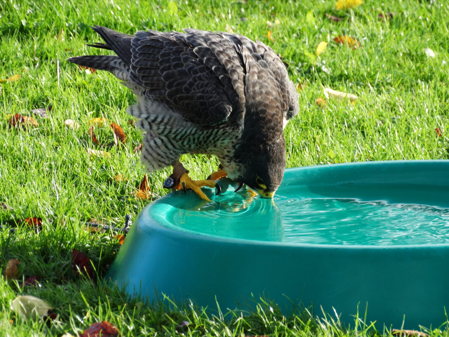 Le matériel du fauconnier - Fauconnerie Française