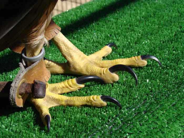 Le matériel du fauconnier - Fauconnerie Française