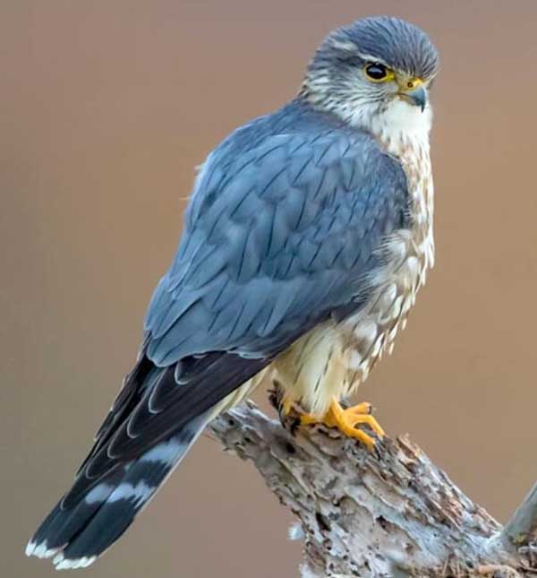 Le Faucon Emerillon - Fauconnerie Française